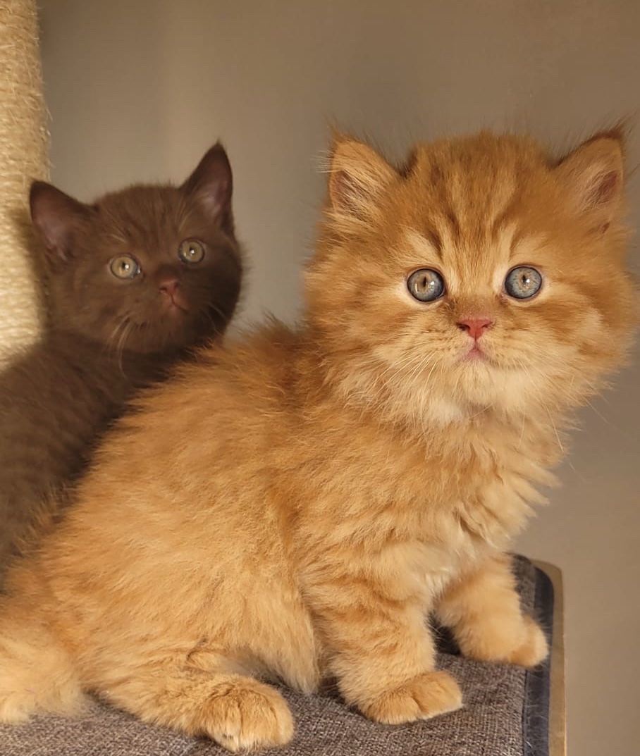 🧡 Our Sweet Deluca Is Still Looking for His Forever Home 🧸 – cattery of ...