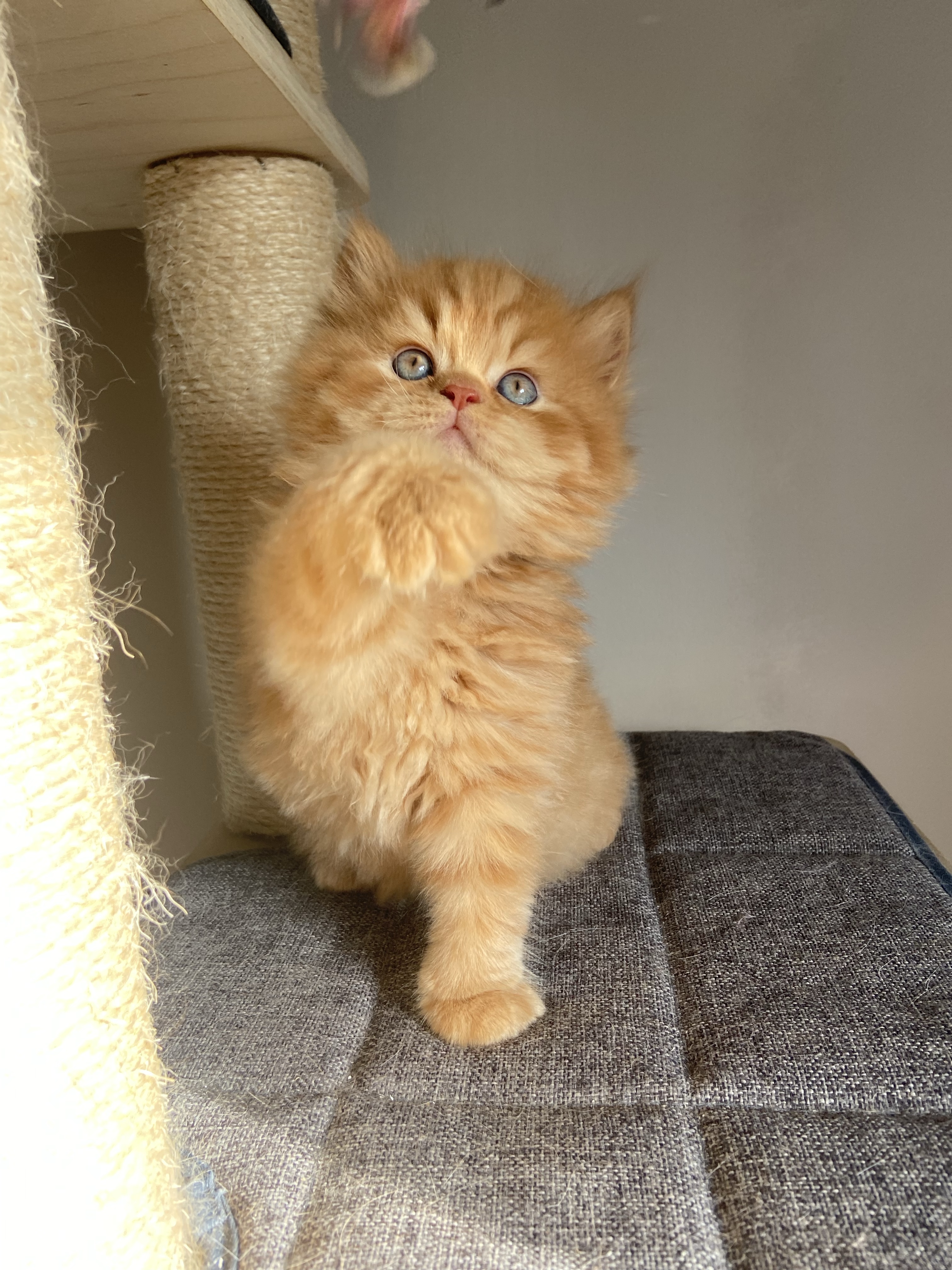 🧡 Our Sweet Deluca Is Still Looking for His Forever Home 🧸 – cattery of ...